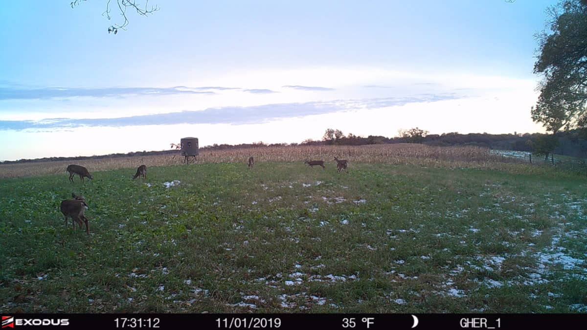 Best fall and winter food plots for deer hunting – Whitetail Advisor
