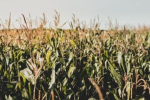 Best fall and winter food plots for deer hunting – Whitetail Advisor