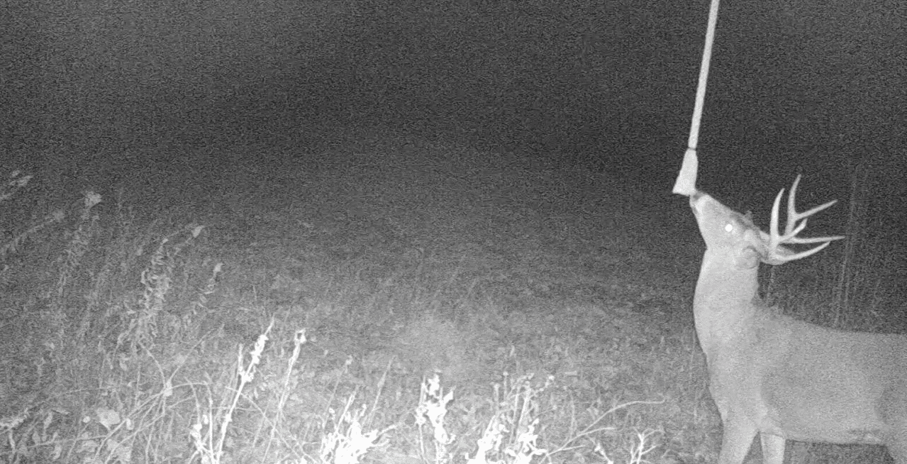 Hemp Rope for Mock Scrapes and Mature Buck Patterning – Whitetail Advisor