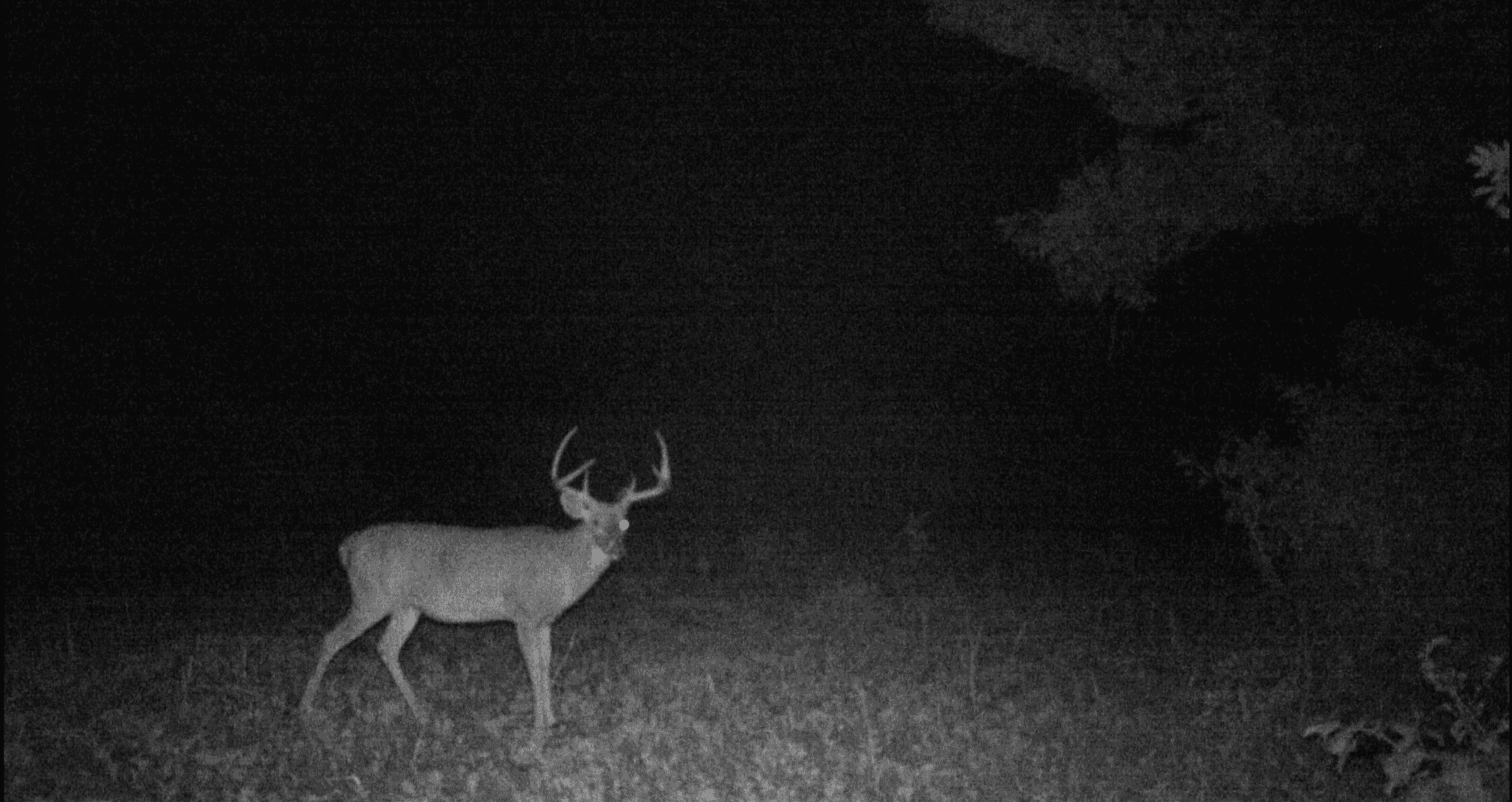 Why do male deer fight each other? – Whitetail Advisor
