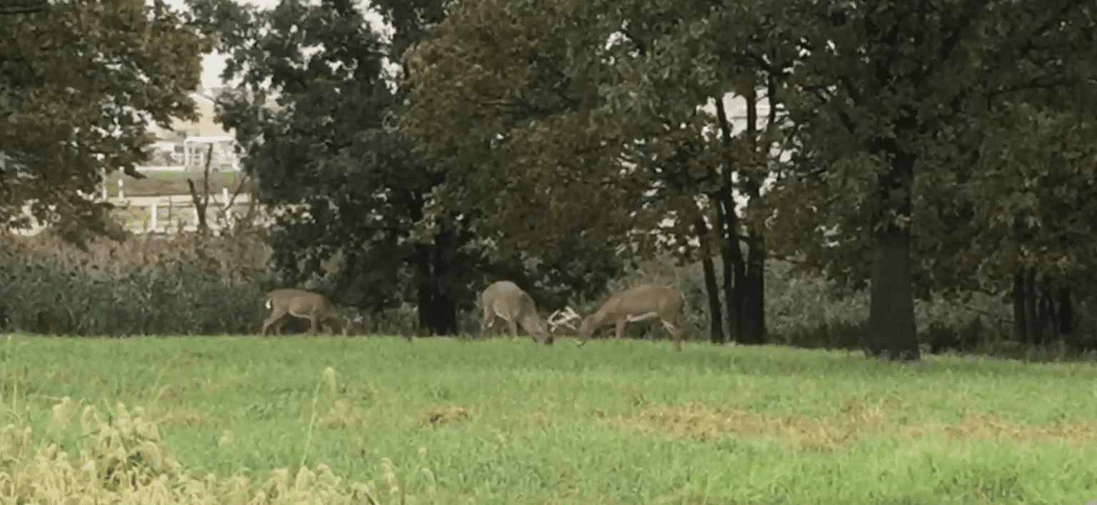 Why do male deer fight each other? – Whitetail Advisor
