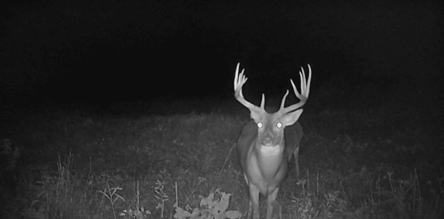 What do deer do at night? – Whitetail Advisor
