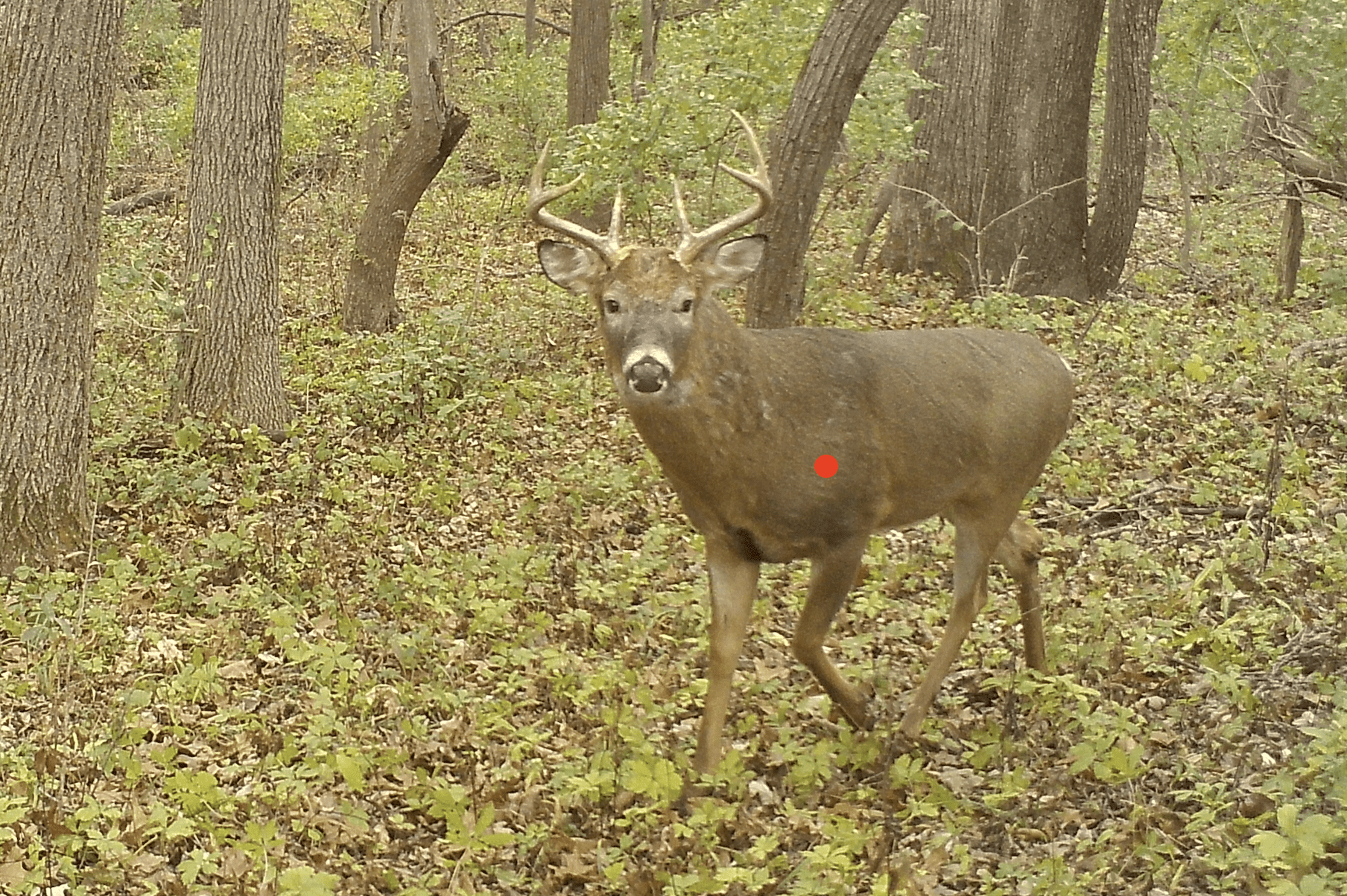Where to aim when shooting a deer with a bow – Whitetail Advisor