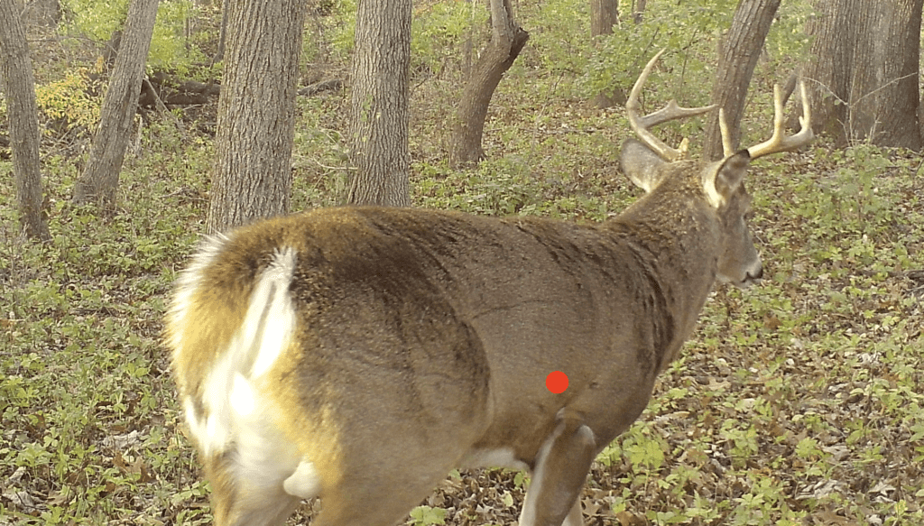 Where to aim when shooting a deer with a bow – Whitetail Advisor